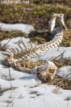 Kuva: Kauriin kallo - metsäkauriin kallo pääkallo pääkoppa pääkuori ...