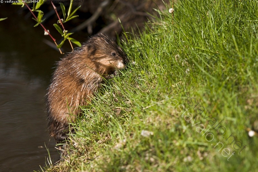 Kuva: Piisami III - vesirotta piisami myskirotta Ondatra Zibethicus ...