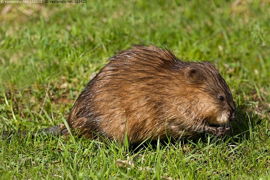 Kuva: Piisami - vesirotta piisami myskirotta Ondatra Zibethicus ...