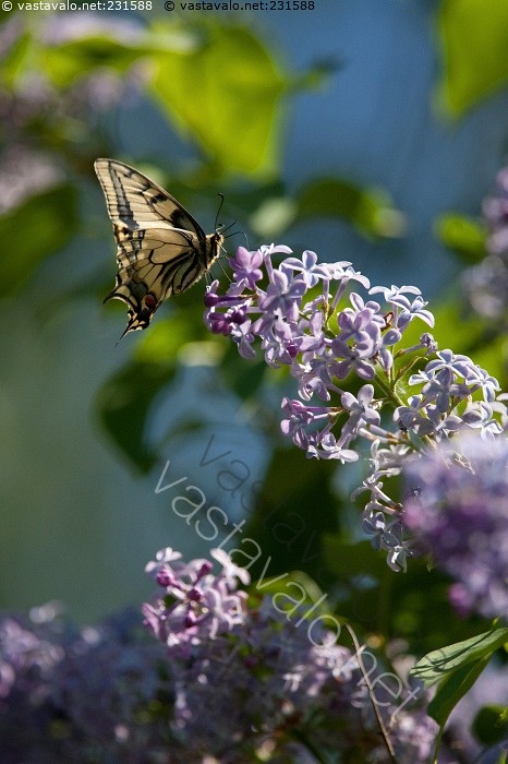 Kuva: Ritariperhonen - luonto perhonen perhoset ritariperhonen ...