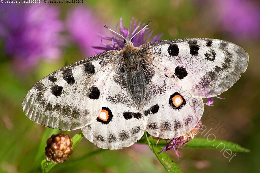 Kuva: Apollo - perhonen perhoset päiväperhonen päiväperhoset ...