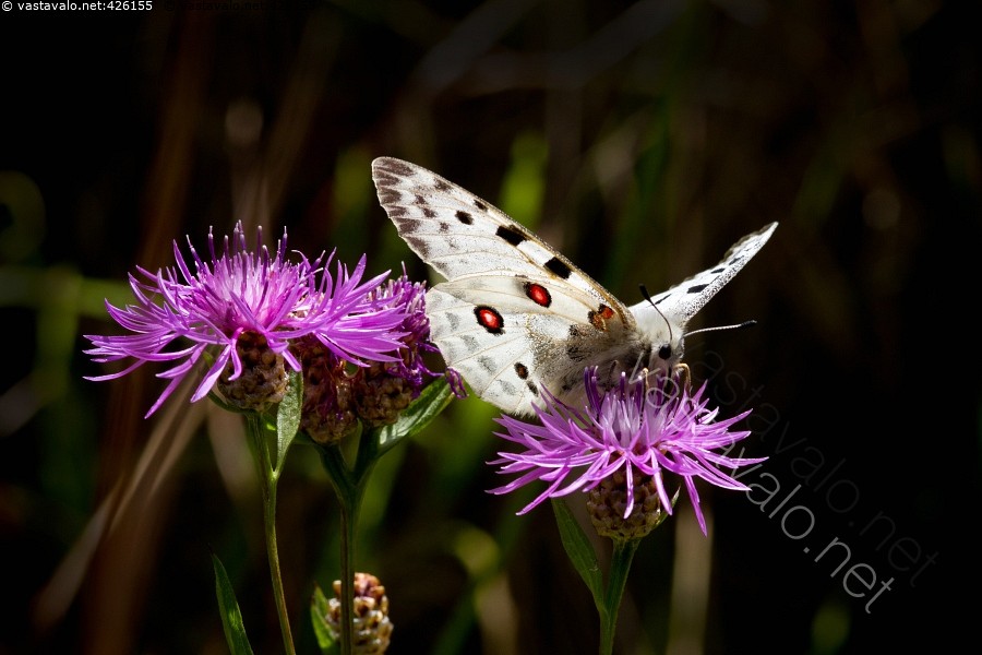 Kuva: Apollo - apollo Parnassius perhonen perhoset päiväperhonen ...