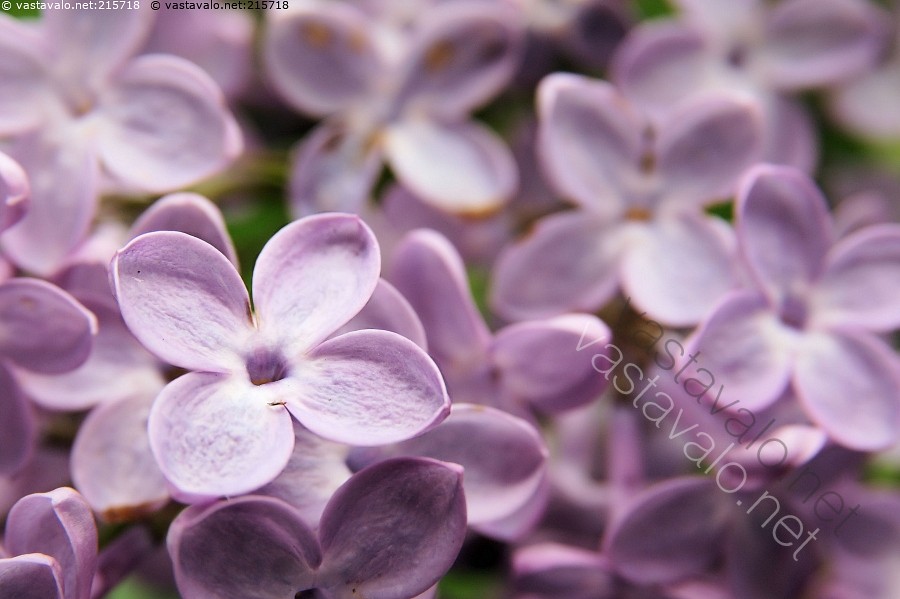 Kuva: Syreeni 1 - pihasyreeni syreeni syringa vulgaris kukka kukkia ...