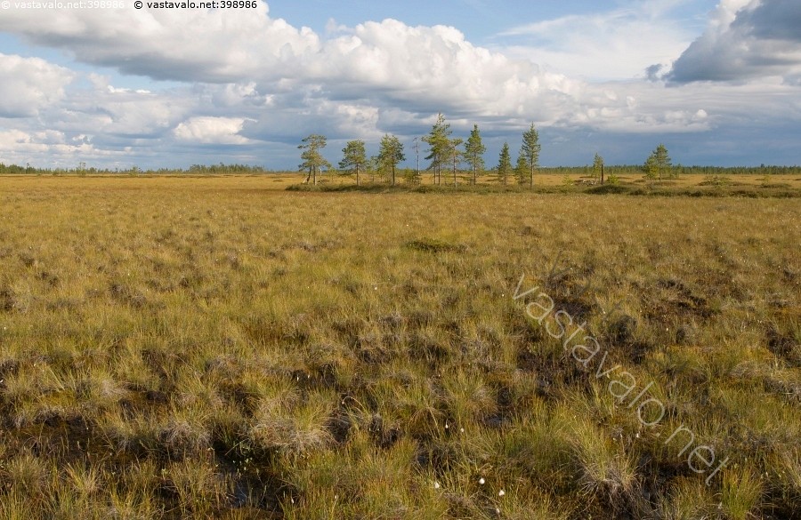 Kuva: Värkkisuo - Värkkisuo Ylikiiminki Pohjois-Pohjanmaa suo neva ...