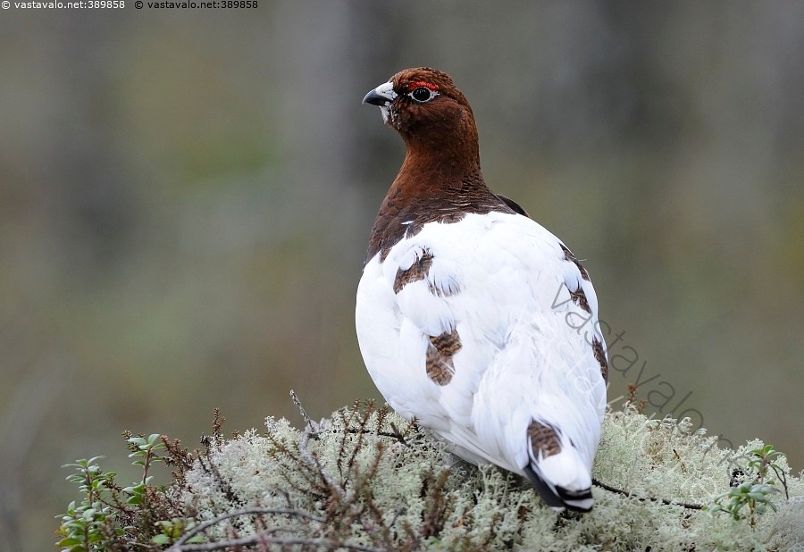 Kuva: Riekko - riekko Lagopus lagopus metsäkana kanalintu riistalintu ...