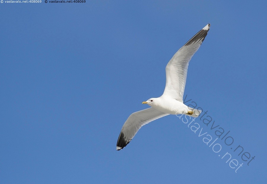 Kuva: Kalalokki - kalalokki lokki Larus canus lentää valkoinen sininen ...