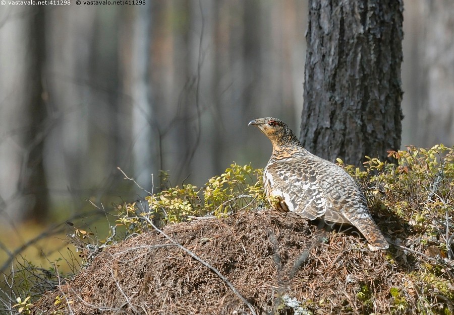 Kuva: Koppelo - metso Tetrao urogallus koppelo naaras metsäkanalintu ...