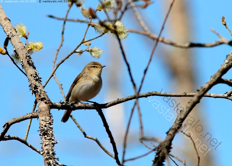 Kuva: Pajulintu - pajulintu Phylloscopus trochilus lintu pikkulintu ...