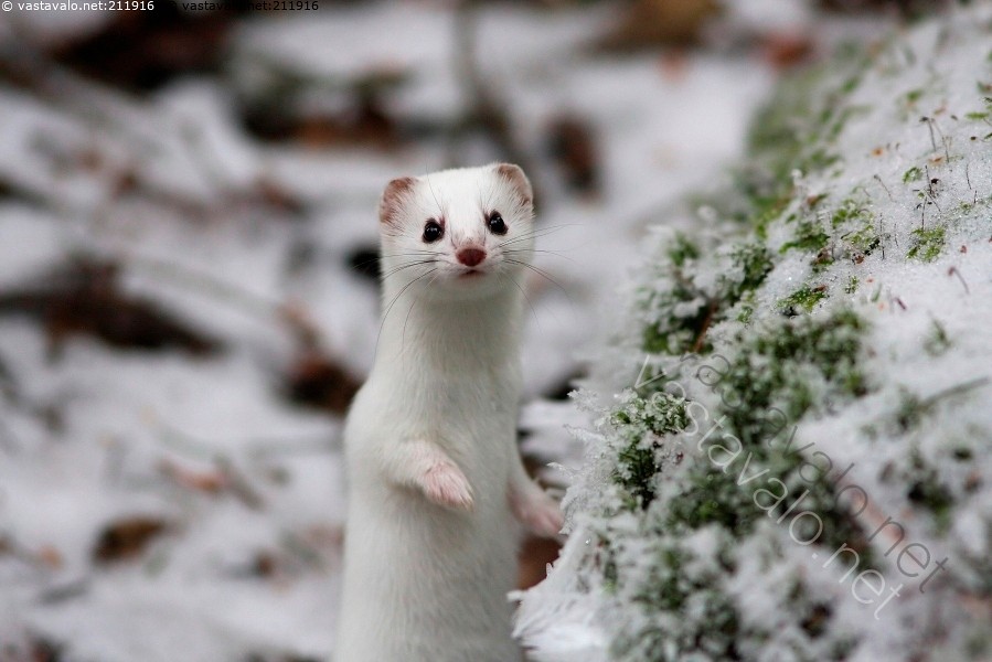 Kuva: Lumikko 2 - lumikko pikkunisäkäs talvipuku näätäeläin talvieläin ...
