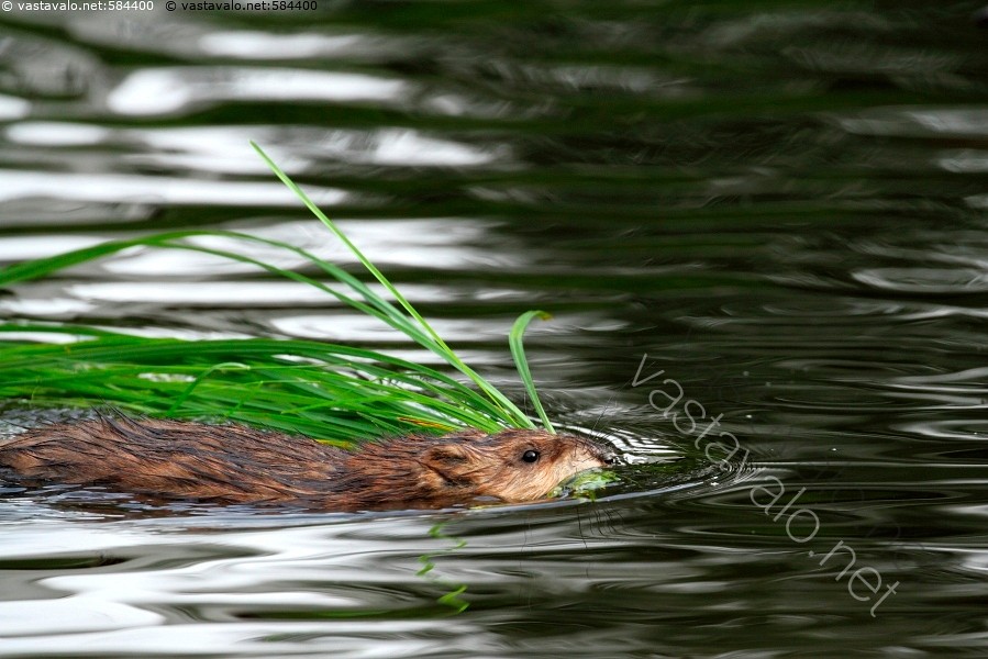 Kuva: Piisami - piisami Ondatra zibethicus myyrälaji vesirotta ...