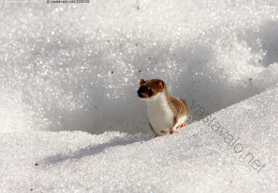 Kuva: Lumikko - lumikko kesäpuku talvihanki nisäkäs näätäeläin Mustela ...