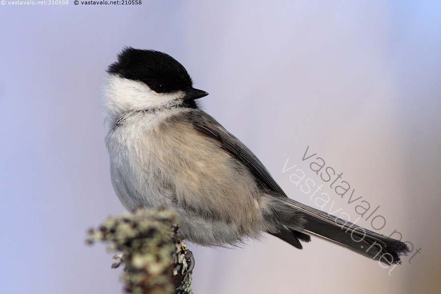 Kuva: Hömötintti - hömötiainen tiainen hömötintti tintti metsätiainen ...