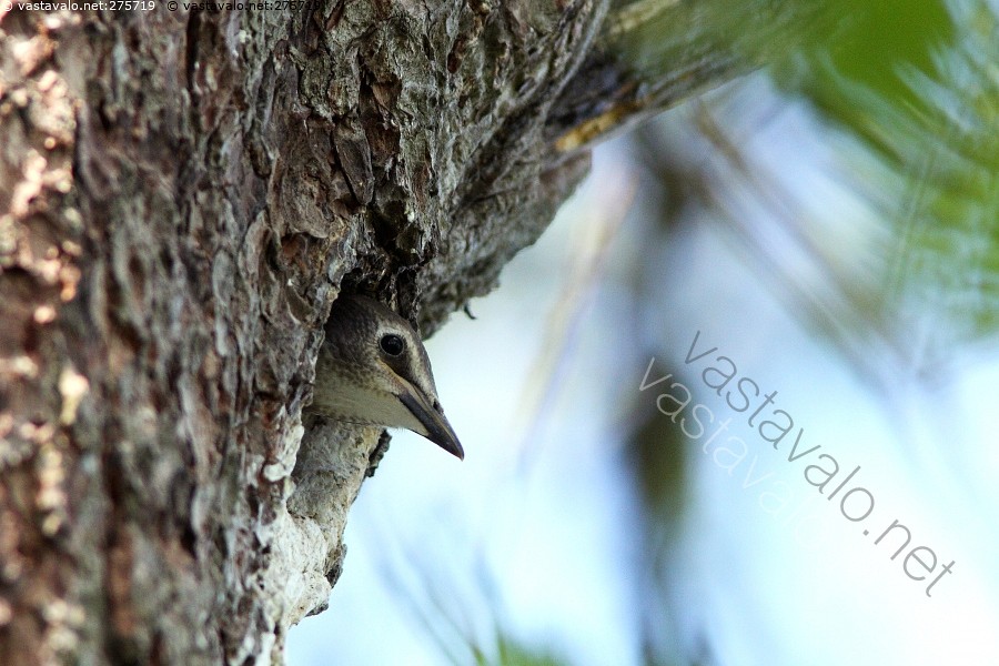 Kuva: Kottaraisen poikanen - kottarainen poikanen pesäkolo lintu ...