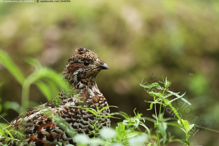 Kuva: Pyy - pyy naaras kanalintu riistalintu bonasa bonasia lintu ...
