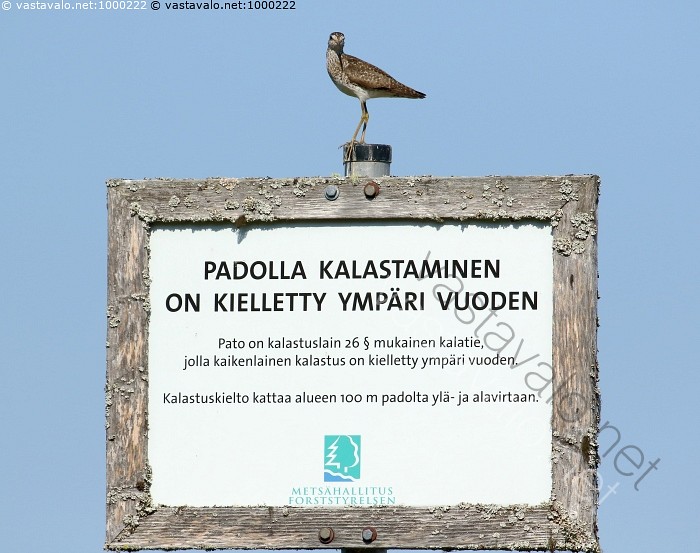 Kuva: Liro - liro Tringa glareola lintu kahlaaja kalastuskielto ...