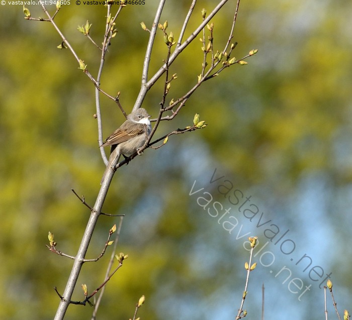 Kuva: Pensaskerttu - pensaskerttu Curruca communis lintu pikkulintu ...