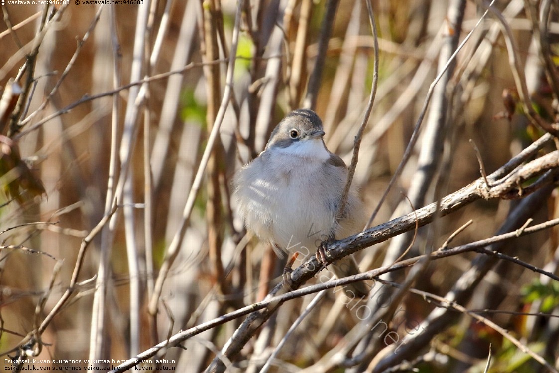 Kuva: Pensaskerttu - pensaskerttu Curruca communis lintu pikkulintu ...
