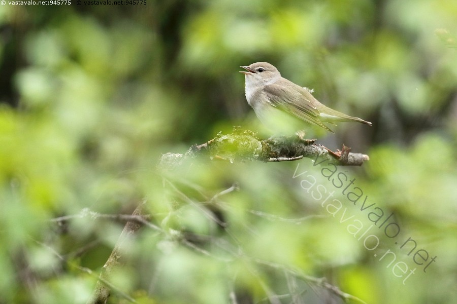 Kuva: Lehtokerttu - lehtokerttu Sylvia borin lintu pikkulintu ...