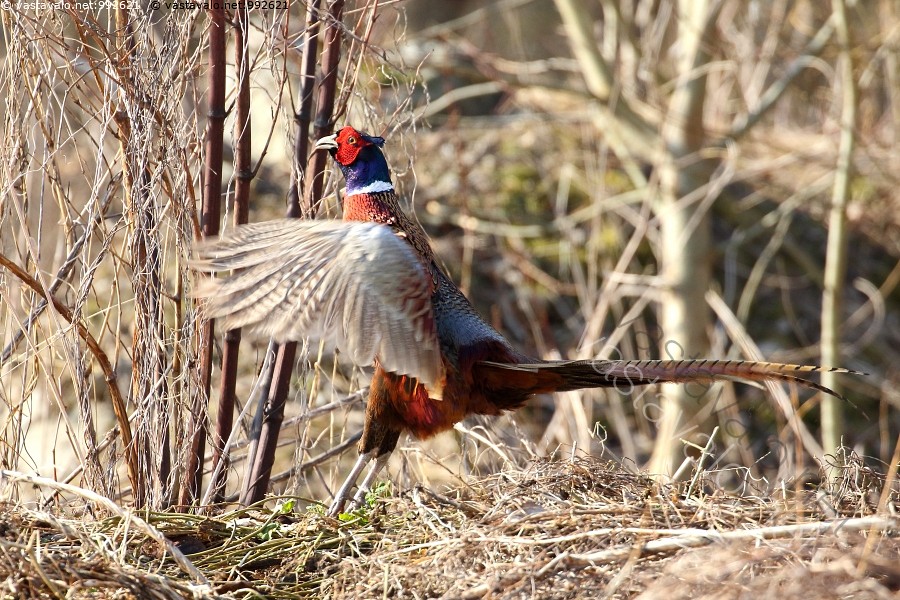 Kuva: Fasaani - fasaani koiras Phasianus colchicus lintu kanalintu ...