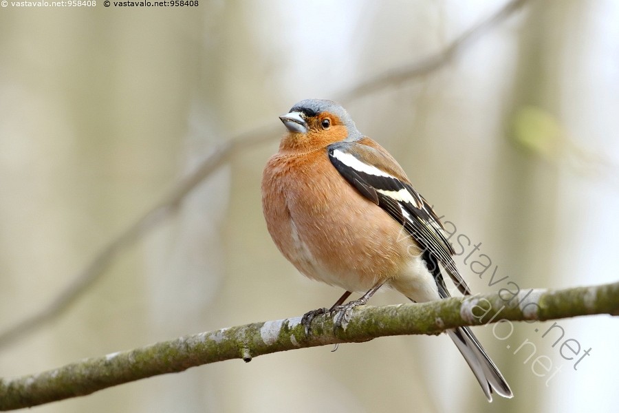 Kuva: Peippo - peippo koiras Fringilla coelebs oksa lintu pikkulintu ...