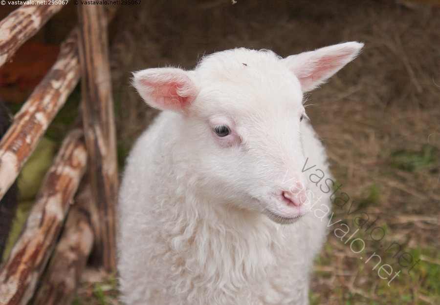 Kuva: Karitsa - lammas karitsa Suomenlammas karsina aitaus tarha villa ...