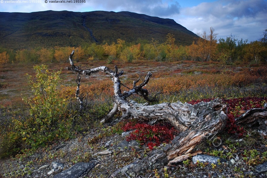 Kuva: Abisko 12 - abisko Ruotsi kansallispuisto pohjoiskalotti tunturi ...