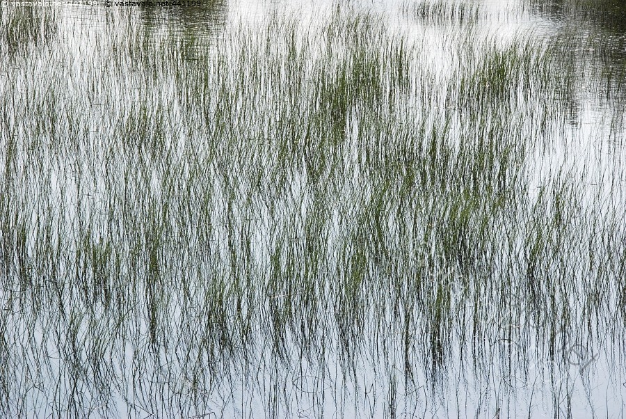 Kuva: Vesikasvit - vesi vesistö kasvillisuus ruoho vesikasvi luonto ...
