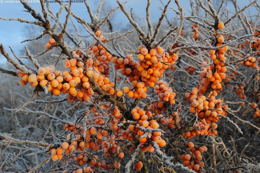 Kuva: Tyrnin marjat - C-vitamiini C-vitamiinipitoinen Hippophae ...