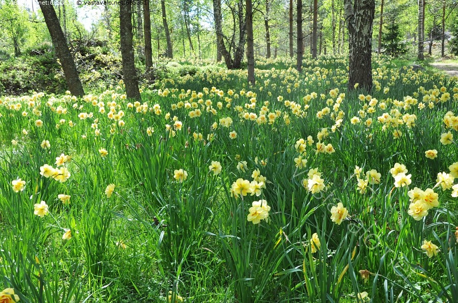Kuva: Narsissit - keltainen keltaiset narsissi narsissit Narcissus ...