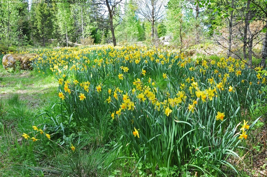 Kuva: Narsissit - keltainen keltaiset narsissi narsissit Narcissus ...
