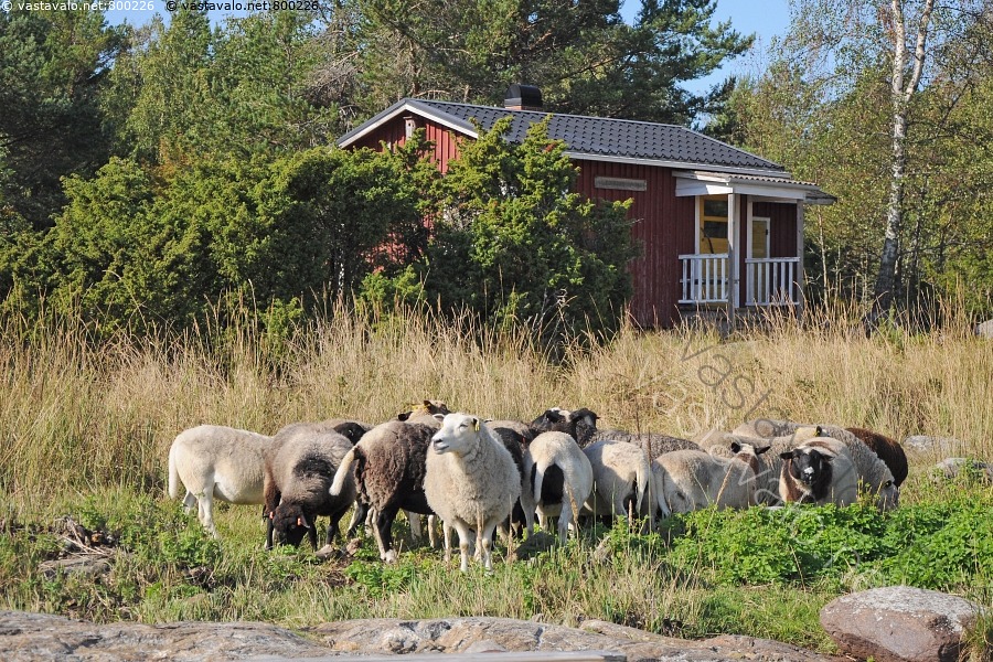 Kuva: Lammaslauma - lammas lampaat eläin tuotantoeläin kesä kesäkuu ...