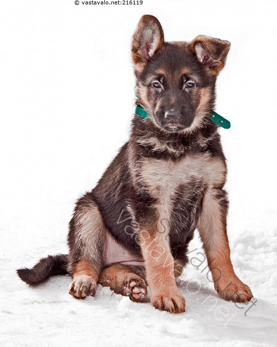 Kuva: istun tässä - koira eläin rotu rotukoira saksanpaimenkoira pentu ...