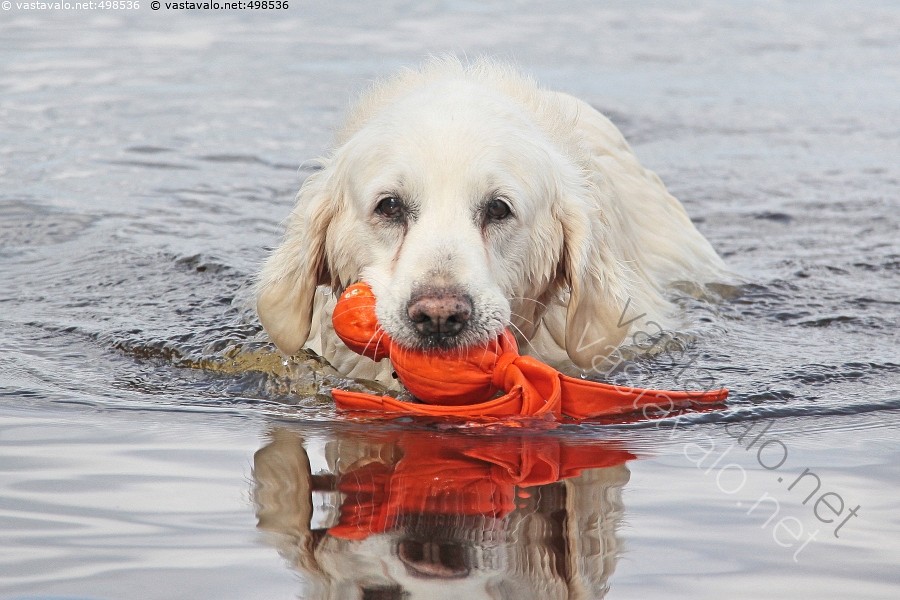 Kuva: 14 vuotias - koira narttu iäkäs vanha noutaja kultainennoutaja ...