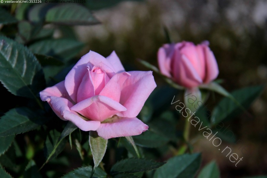 Kuva: Kaksi ruusua - ruusut vaaleanpunainen vaaleanpunaiset ...