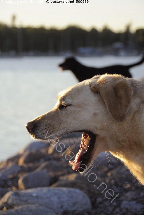 Kuva: Koiran haukotus ilta-auringossa - koira labradorinnoutaja ...