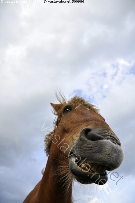 Kuva: Harmistunut hevonen - suomenhevonen hevonen rautias hammas ...