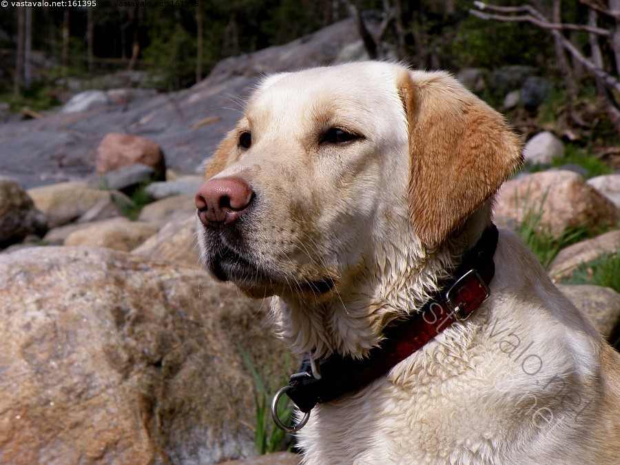 Kuva: Opaskoiran vapaahetki - labradori labradorinnoutaja keltainen ...