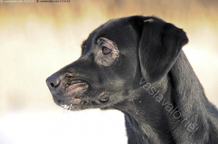 Kuva: Ruoka-aineallergia koiralla - allergia kutina koira iho punainen ...