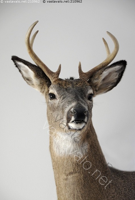 Kuva: Valkohäntäpeura - valkohäntäpeura laukonpeura valkohäntäkauris ...