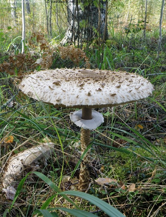 Kuva: Ukonsieni - ukonsieni sieni lepiota procera suomulakkinen ...