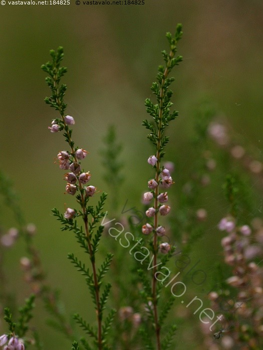 Kuva: kanerva - calluna vulgaris kanerva kanervakasvi varpu varpukasvi ...