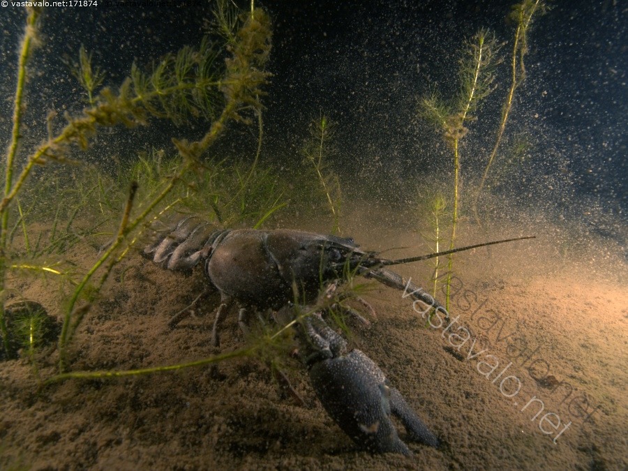 Kuva: Saksiniekka - rapu vesi vedenalainen järvi sukellus sakset ...