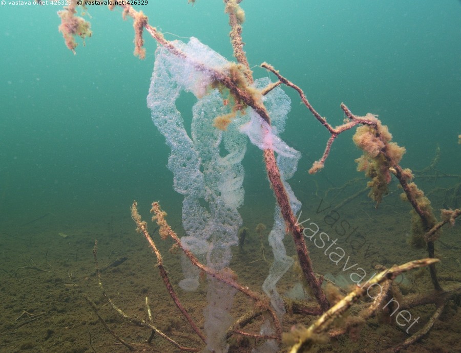 Kuva: Kutua - vedenalainen sukellus oksa risu kutu lisääntyminen kala ...