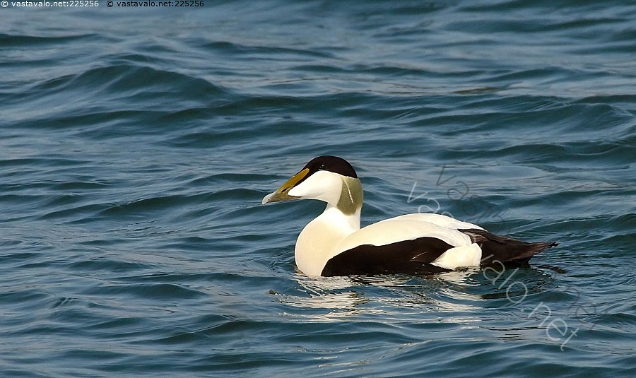 Kuva: Haahka - Haahka uros Somateria mollissima lintu vesilintu kalkas ...