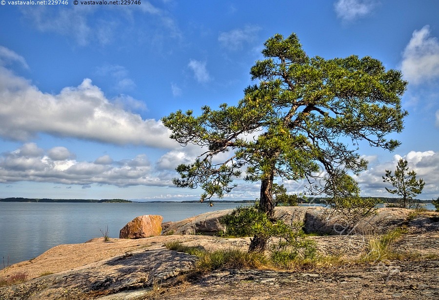 Kuva: Saariston puu - saaristo saaristomaisema puu mänty meri pouta ...
