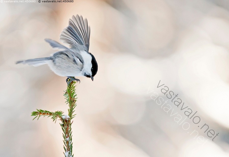 Kuva: Hömötiainen - Poecile montanus hömötiainen tiainen lintu linnut ...