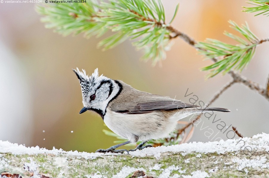 Kuva: Töyhtötiainen - Lophophanes cristatus töyhtötiainen töyhtö lintu ...