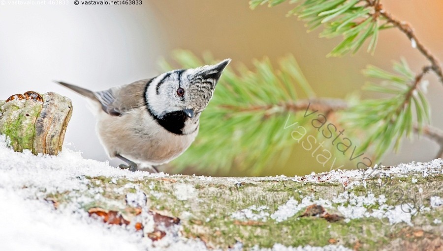 Kuva: Töyhtötiainen - Lophophanes cristatus töyhtötiainen lintu linnut ...