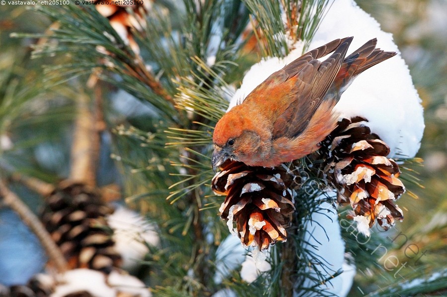 Kuva: Pikkukäpylintu - pikkukäpylintu Loxia curvirostra lintu linnut ...