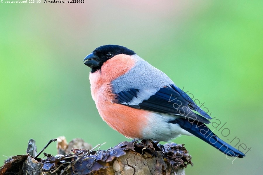 Kuva: Punatulkku - punatulkku Pyrrhula peipot peippolintu lintu ...